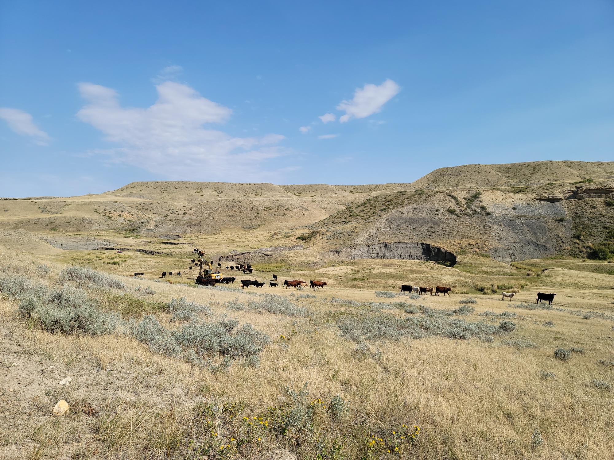 Montana Cattle – Cienega Ranch